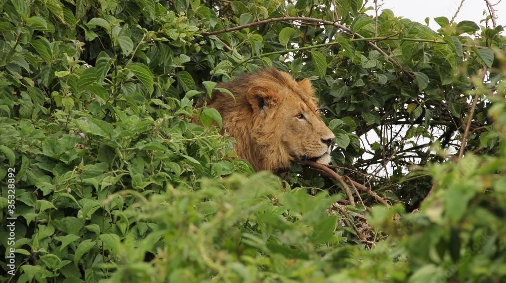 Lion head in canopy, Ngorongoro, Tanzania Stock Photo | Adobe Stock