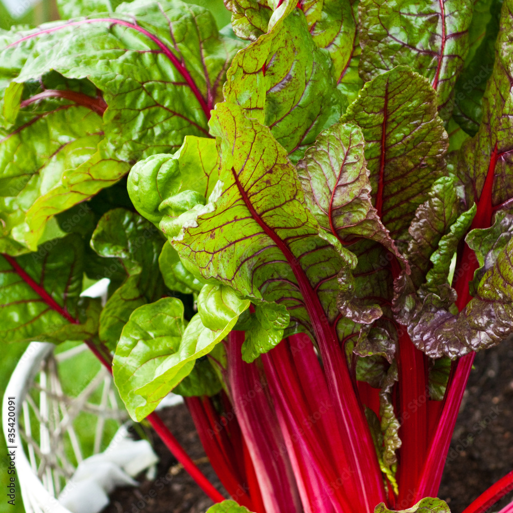 Mangold Stock Photo | Adobe Stock