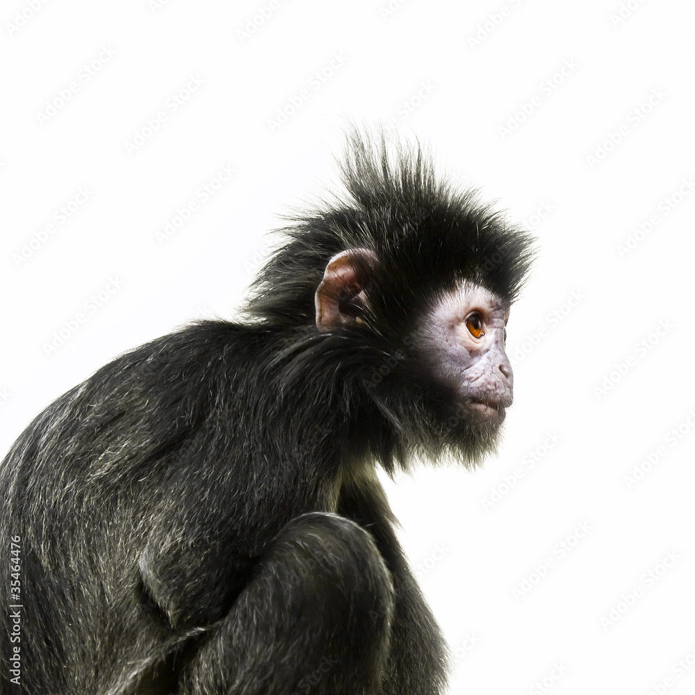 black ape with orange eye Stock Photo | Adobe Stock