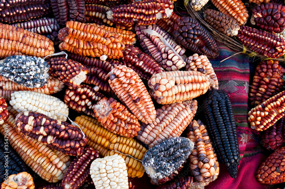 Peruvian Corn Stock Photo | Adobe Stock