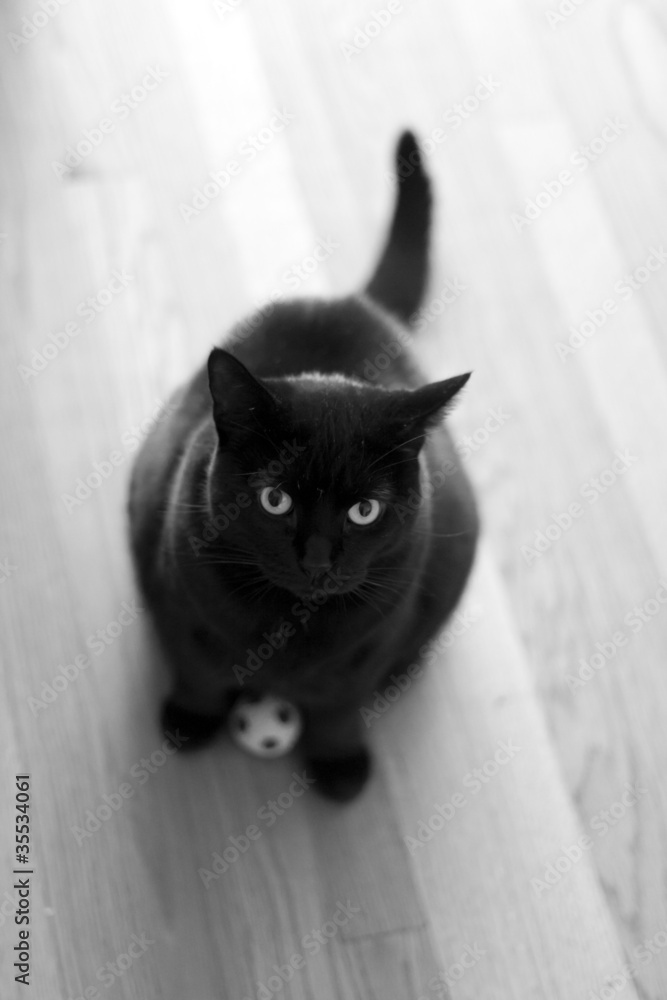 High Contrast Cat Photography