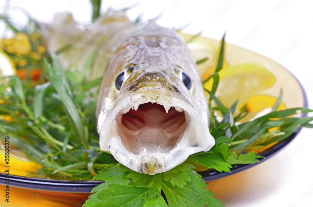 Predator Mouth Fish