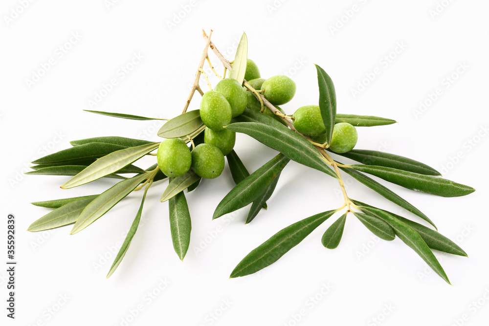 Ramoscelli di ulivo e olive Stock Photo | Adobe Stock