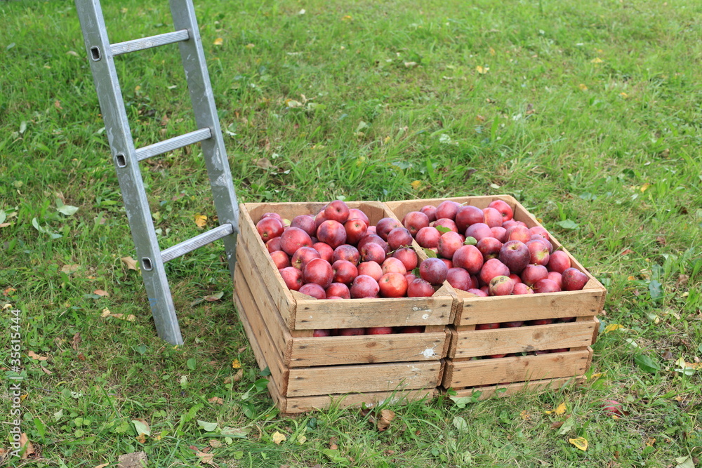 Apfelernte Stock-Foto | Adobe Stock