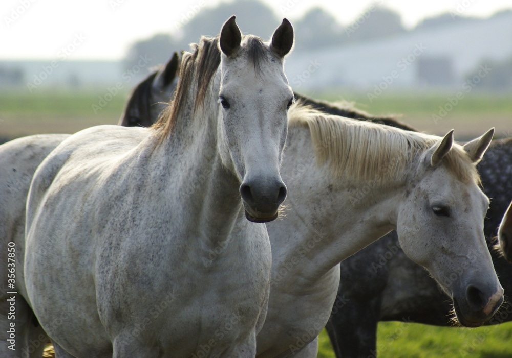 Weiße Pferde Stock Photo | Adobe Stock