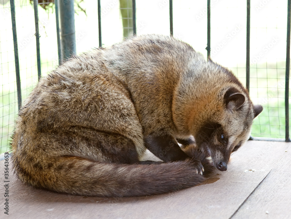 Mongoose in plantation, Bali-symbol coffee kopi luwak Stock Photo ...