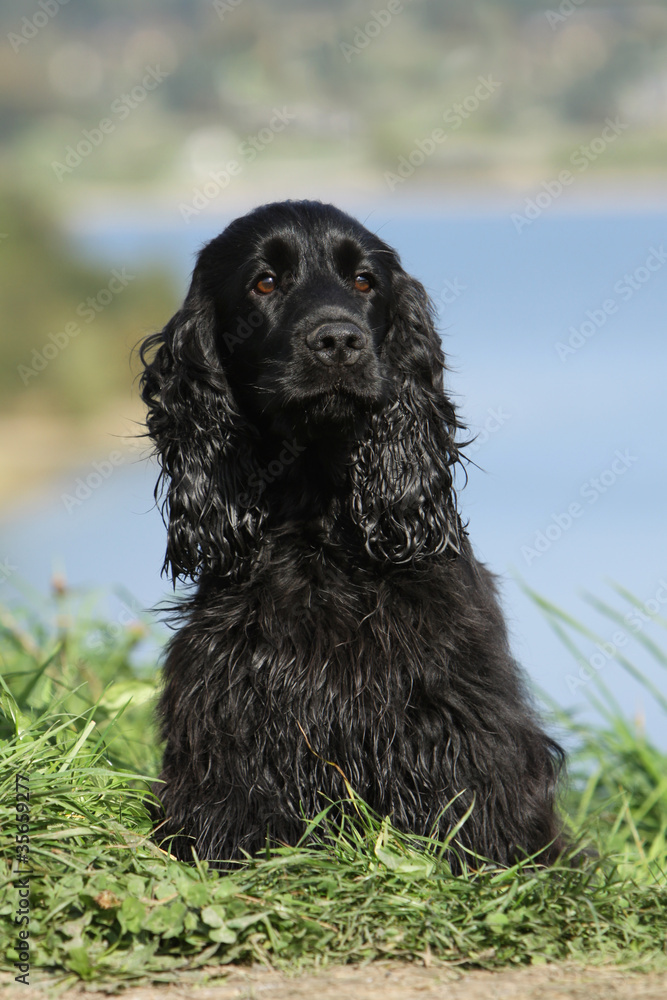 cocker noir attentif Photos | Adobe Stock