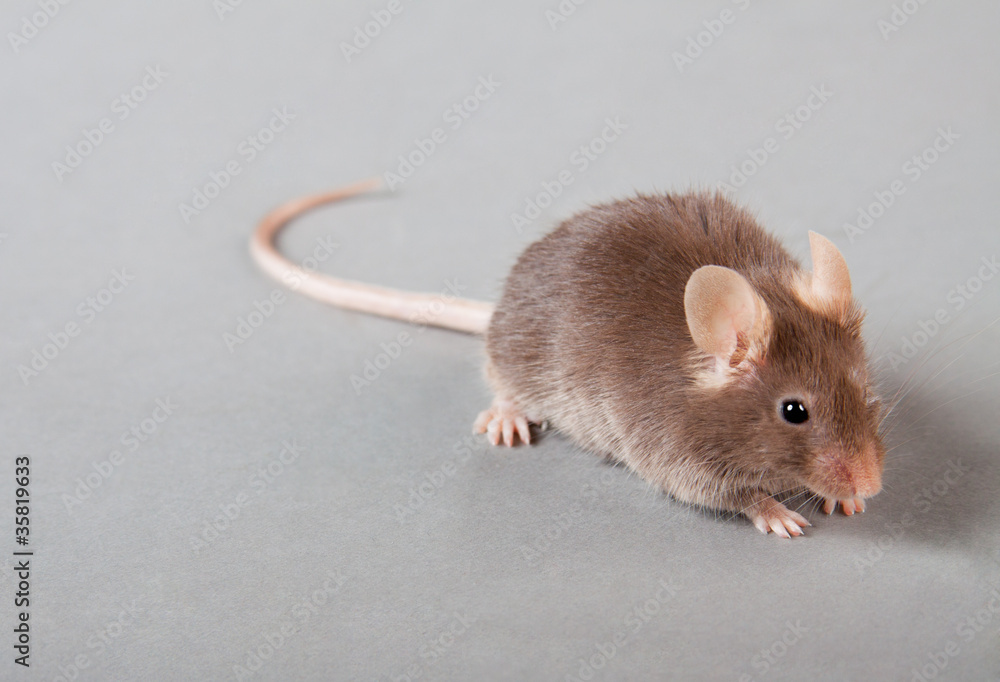 laboratory mouse Stock Photo | Adobe Stock