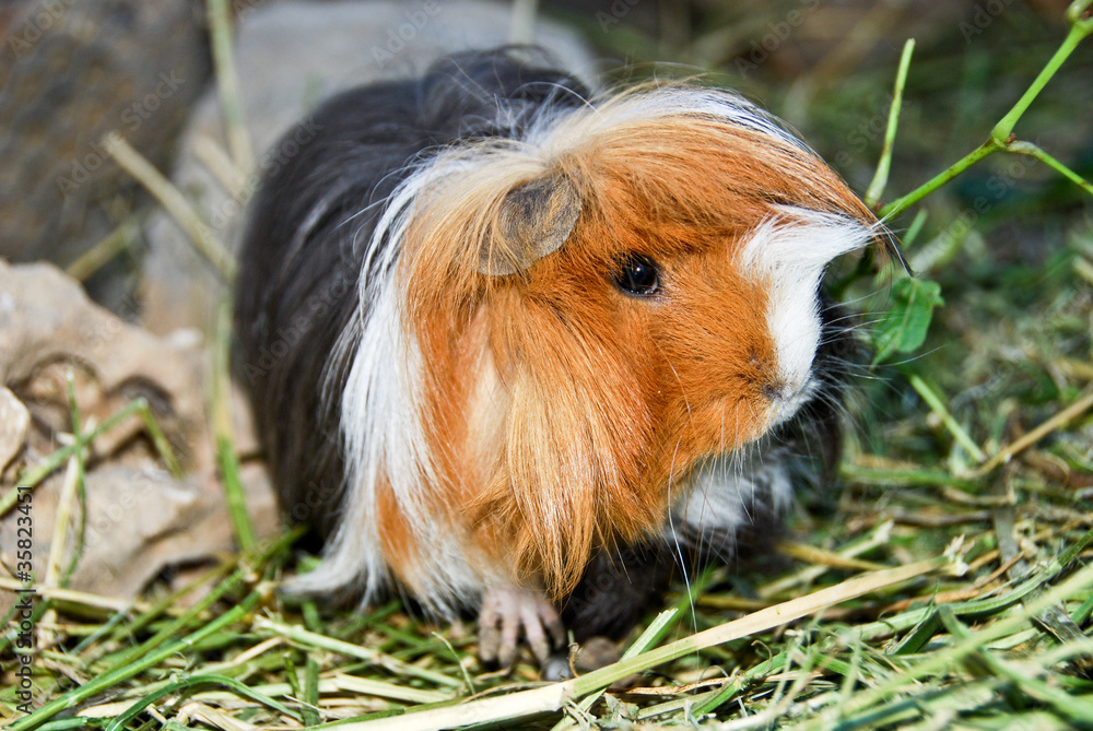 Cavia Peruviana Stock Photo | Adobe Stock