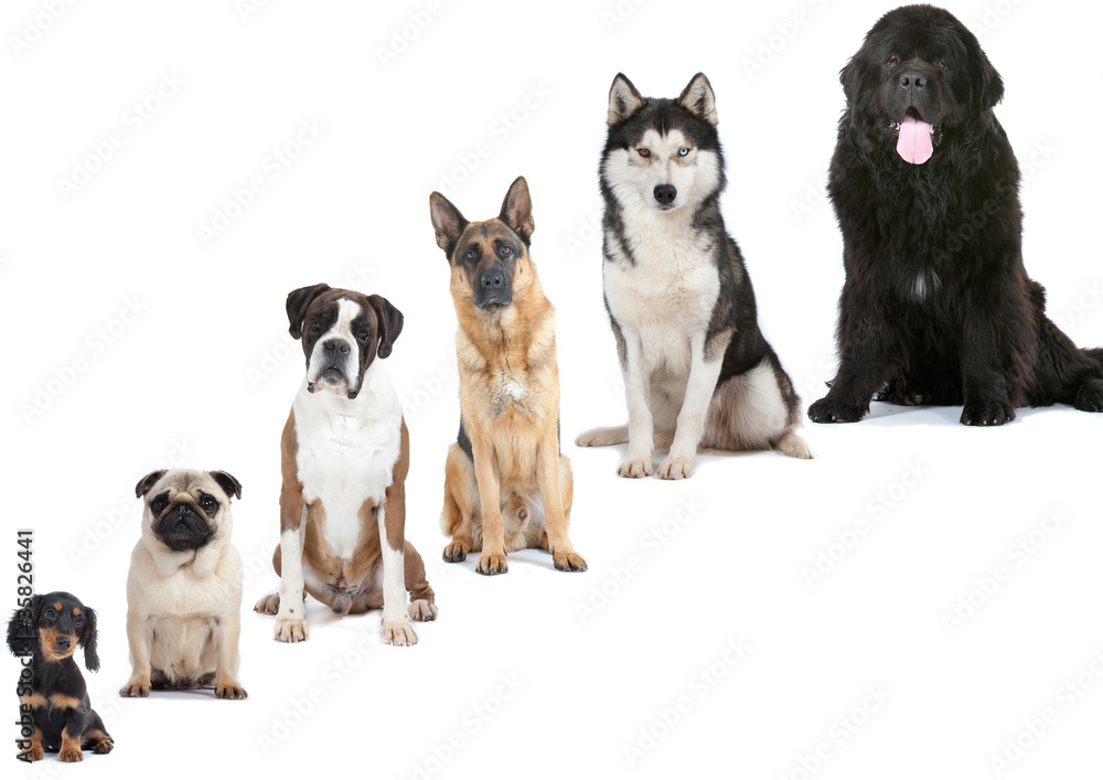 six races de chiens : du plus petit au plus grand Stock Photo | Adobe Stock