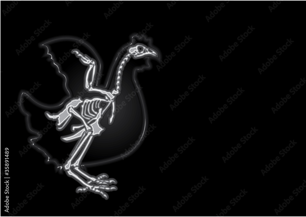 x-ray chicken Stock Vector | Adobe Stock