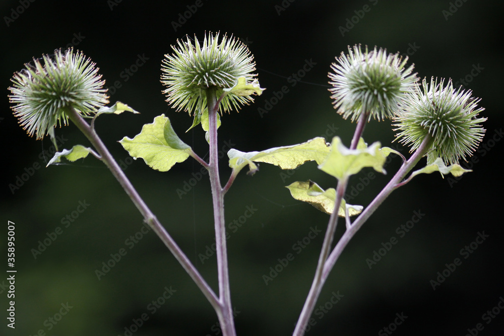 Große Klette Stock-Foto | Adobe Stock