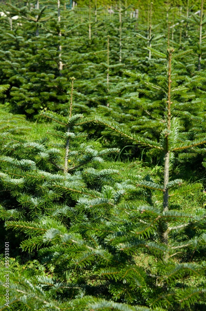 Tannenbäume Stock-Foto | Adobe Stock