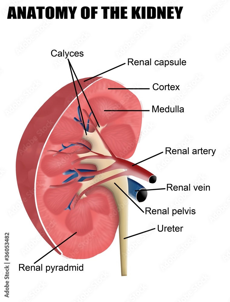 Anatomy of the kidney Stock Vector | Adobe Stock