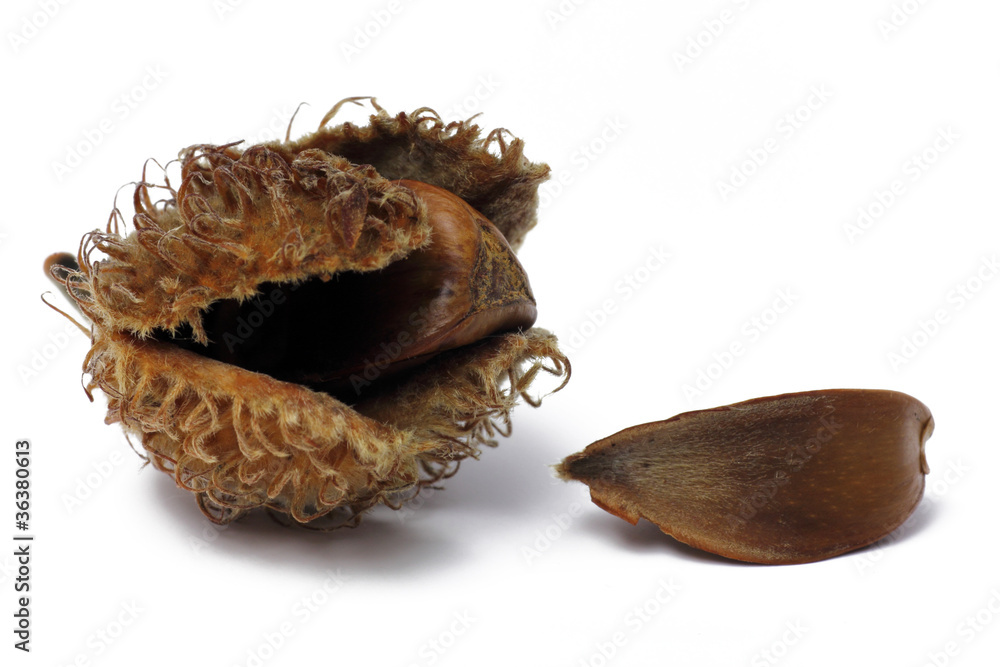 buchennuss Stock-Foto | Adobe Stock