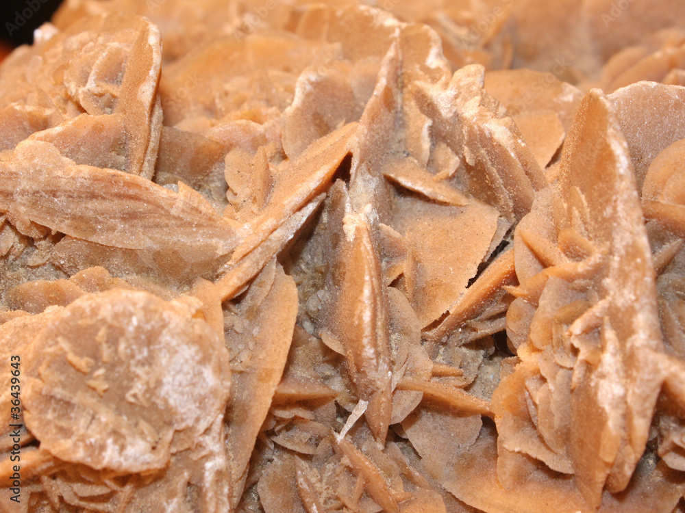 Sandrose Stock Photo | Adobe Stock