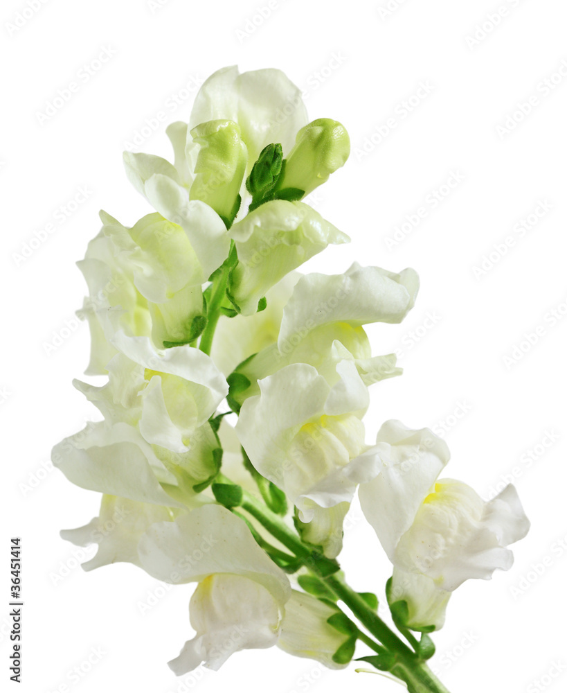 Snapdragon Stock Photo | Adobe Stock