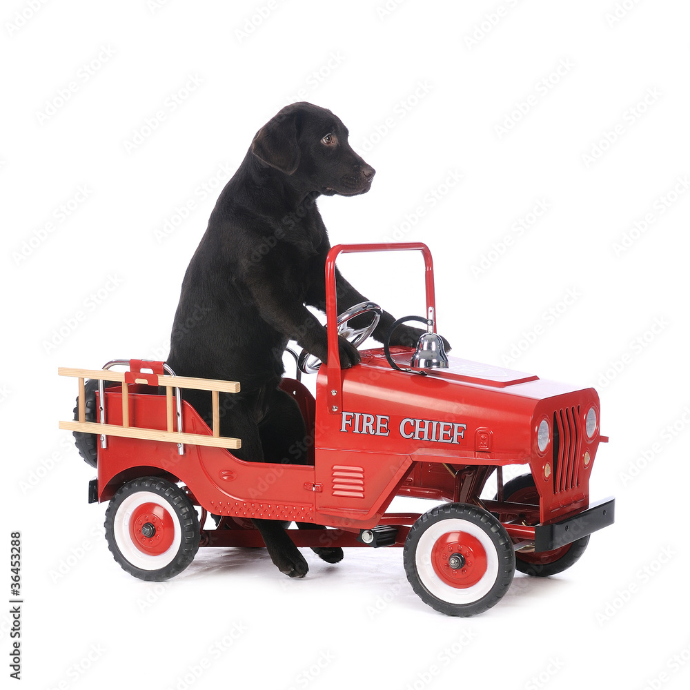 Fire rescue dog Stock Photo | Adobe Stock