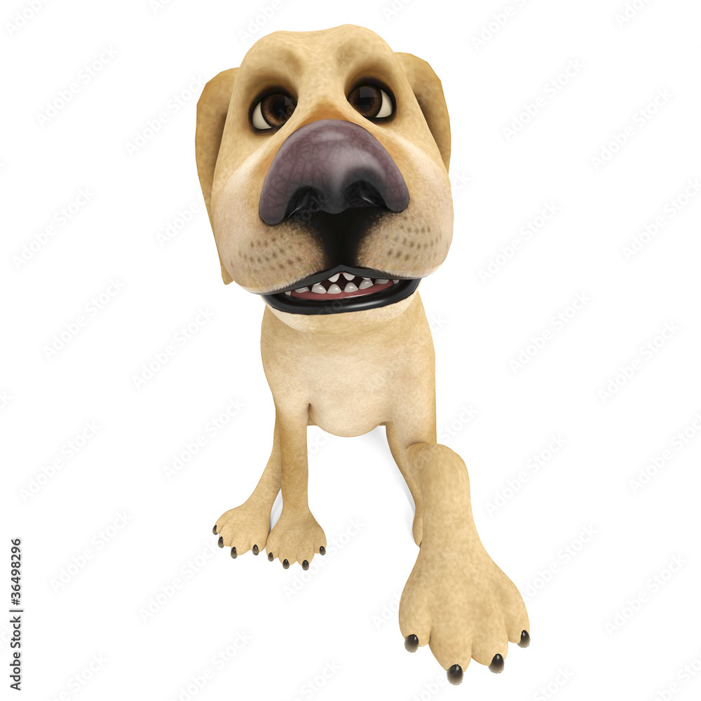 Begging Dog Images