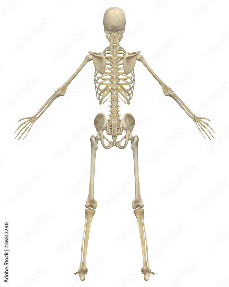 Human Skeleton Anatomy Rear View Stock Illustration | Adobe Stock