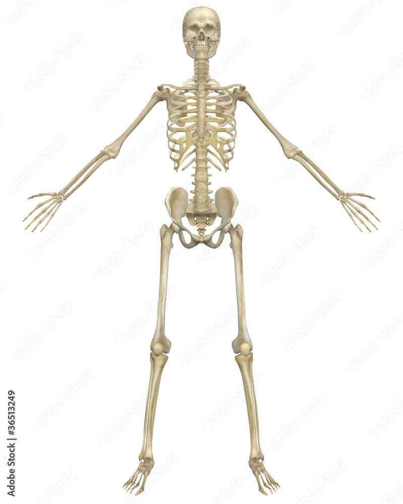 Human Skeleton Anatomy Front View Stock Photo | Adobe Stock