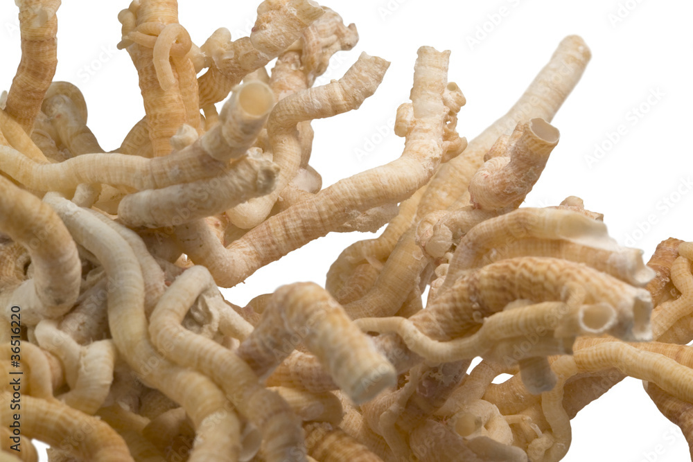 serpulid worm tubes Stock Photo | Adobe Stock