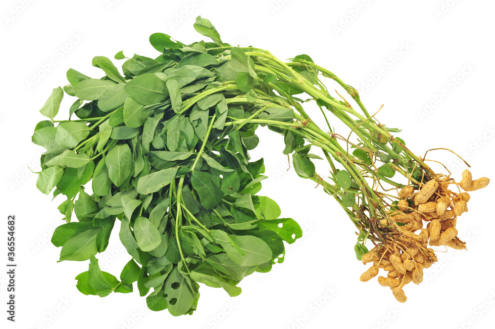 Whole Groundnut Plants With Nuts Attached Stock Photo | Adobe Stock