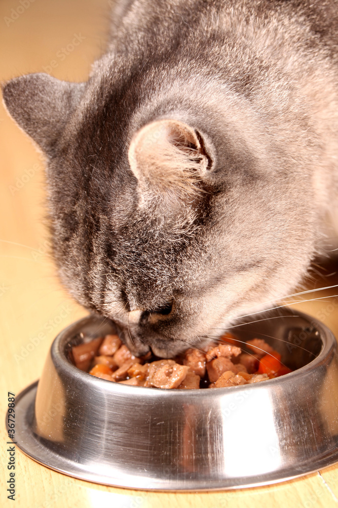 chat en train de manger Photos | Adobe Stock
