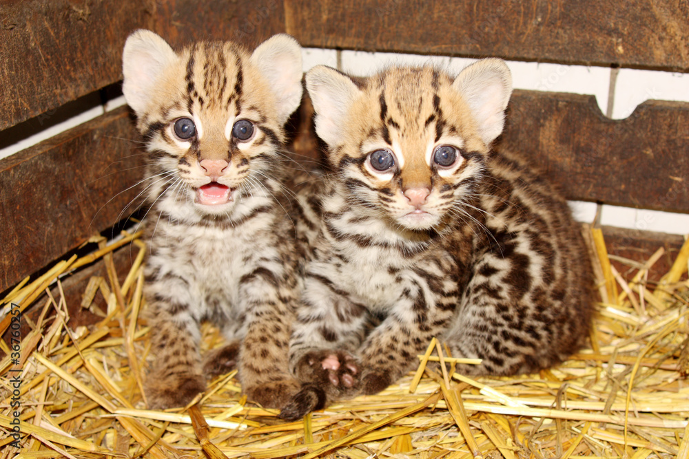 bébé ocelot 7 semaines Photos | Adobe Stock