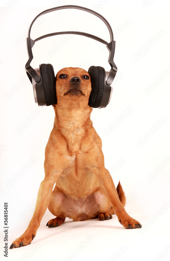 Doge With Headphones