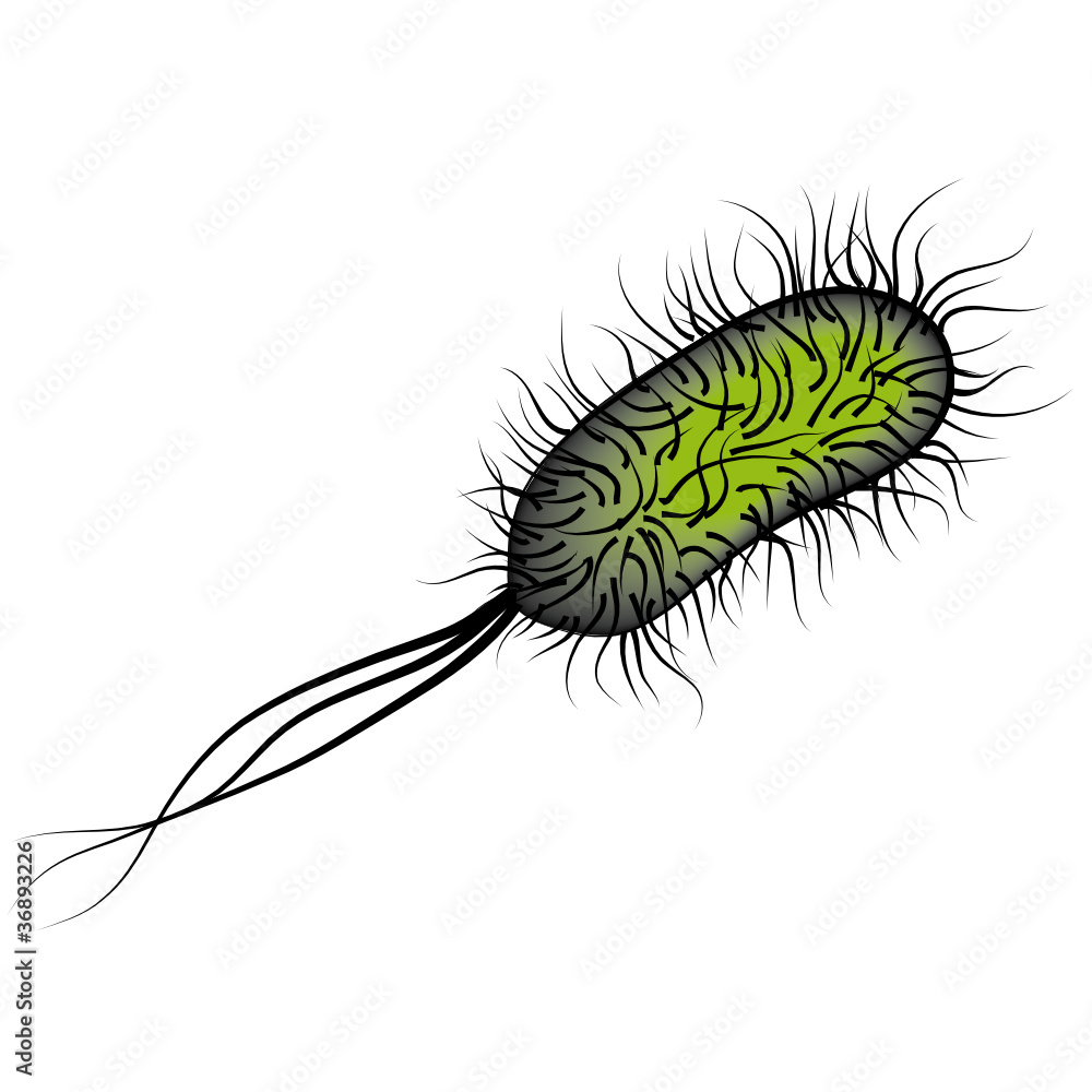 E coli Bacteria isolated on white background Stock Vector | Adobe Stock