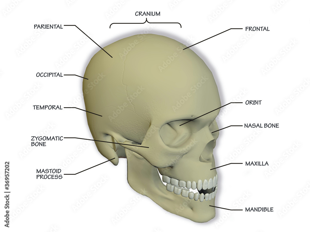 human skull diagram Stock Illustration | Adobe Stock