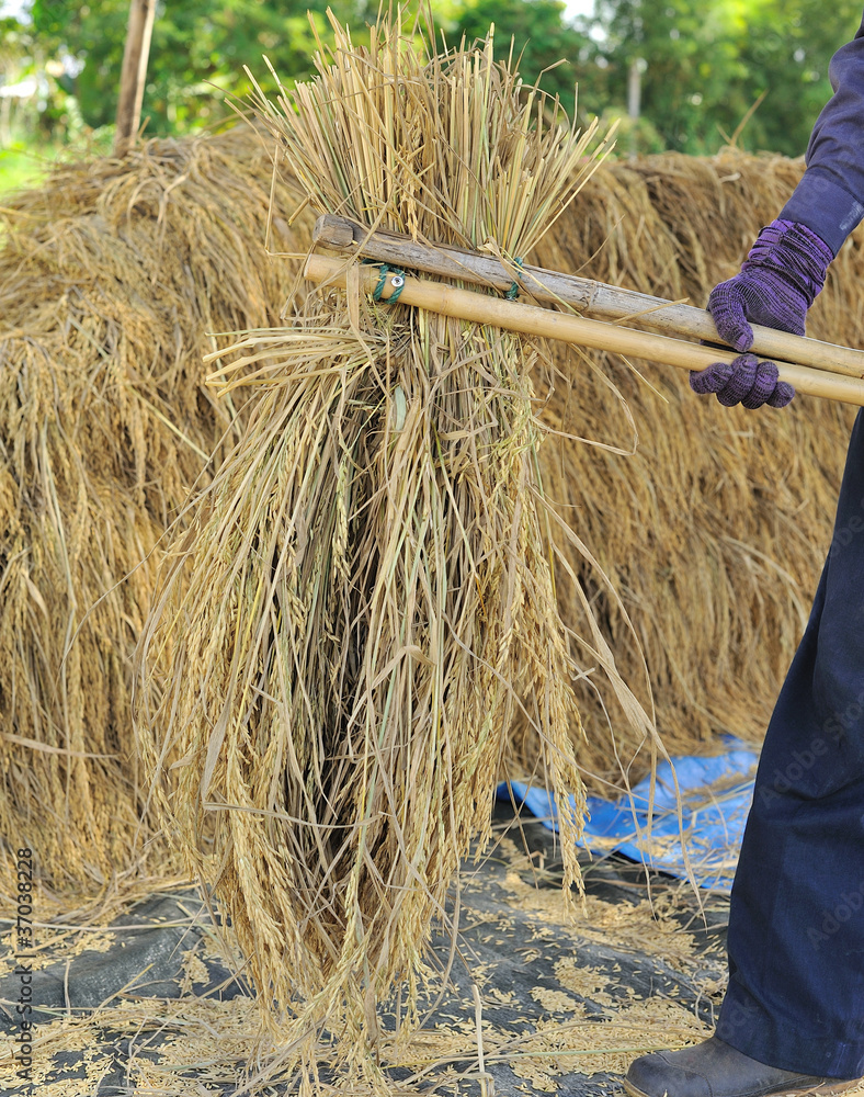 The traditional way of threshing grain in Thailand. Stock Photo | Adobe ...
