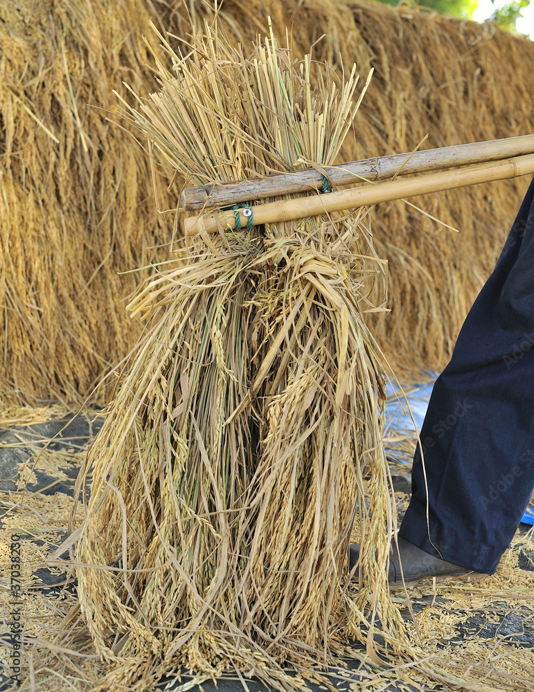 The traditional way of threshing grain in Thailand. Stock Photo | Adobe ...