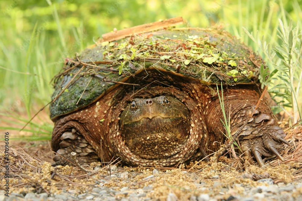 Female Common Snapping Turtle with Debris on Shell Stock Photo | Adobe ...