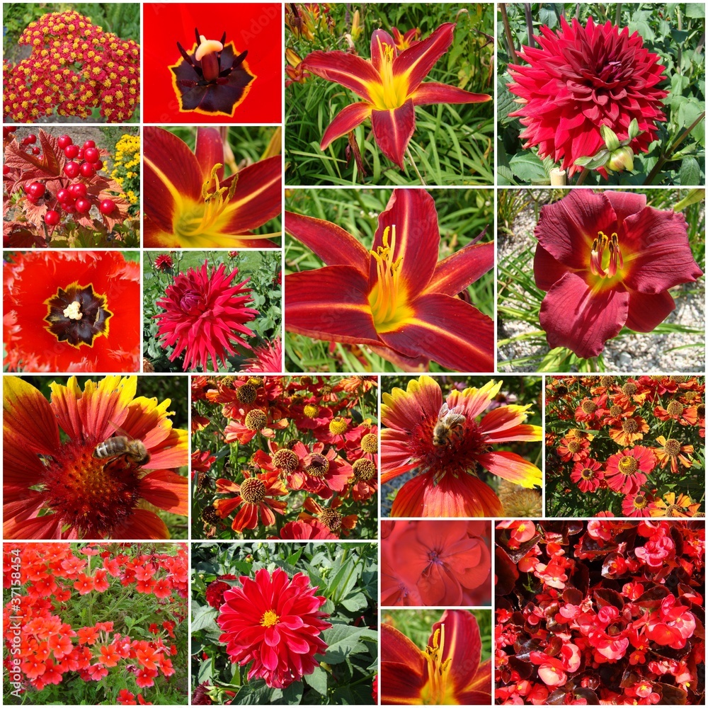 Collage von verschiedenen Blumenfotos Stock-Foto | Adobe Stock