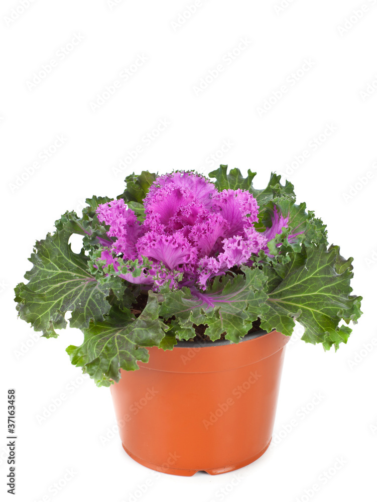 Foto Stock Pianta di cavolo ornamentale | Adobe Stock