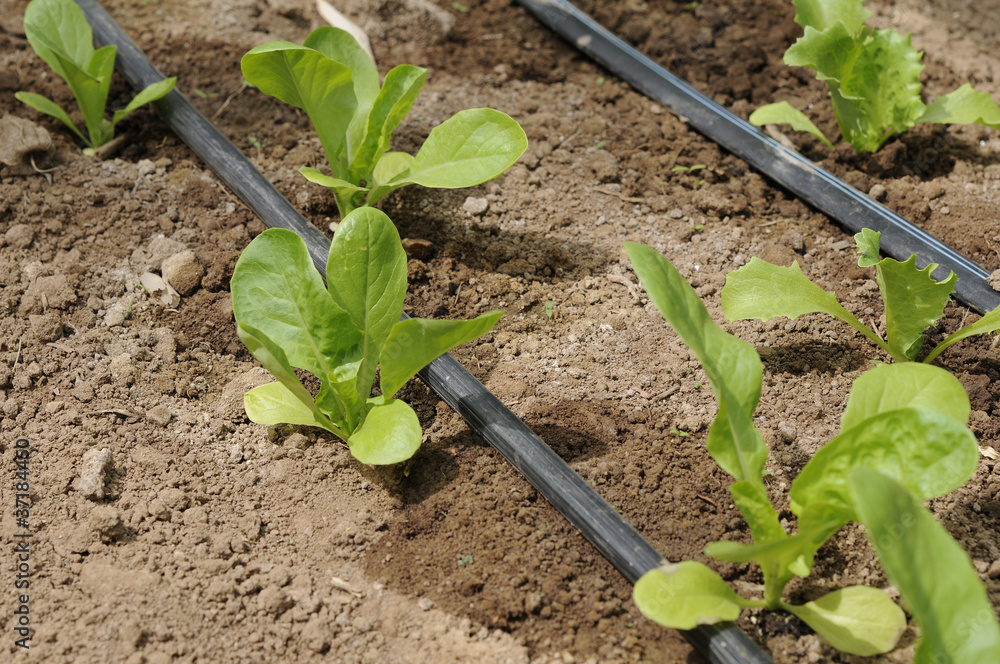 Lechugas, riego por goteo. foto de Stock | Adobe Stock