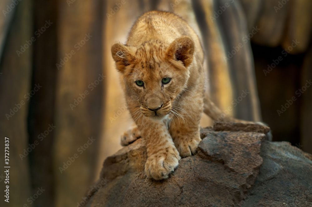 Little Lion Stock Photo | Adobe Stock