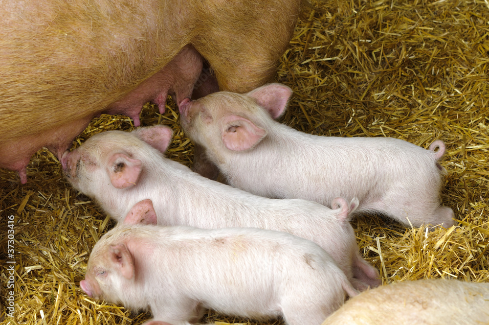 Piglet Stock Photo | Adobe Stock