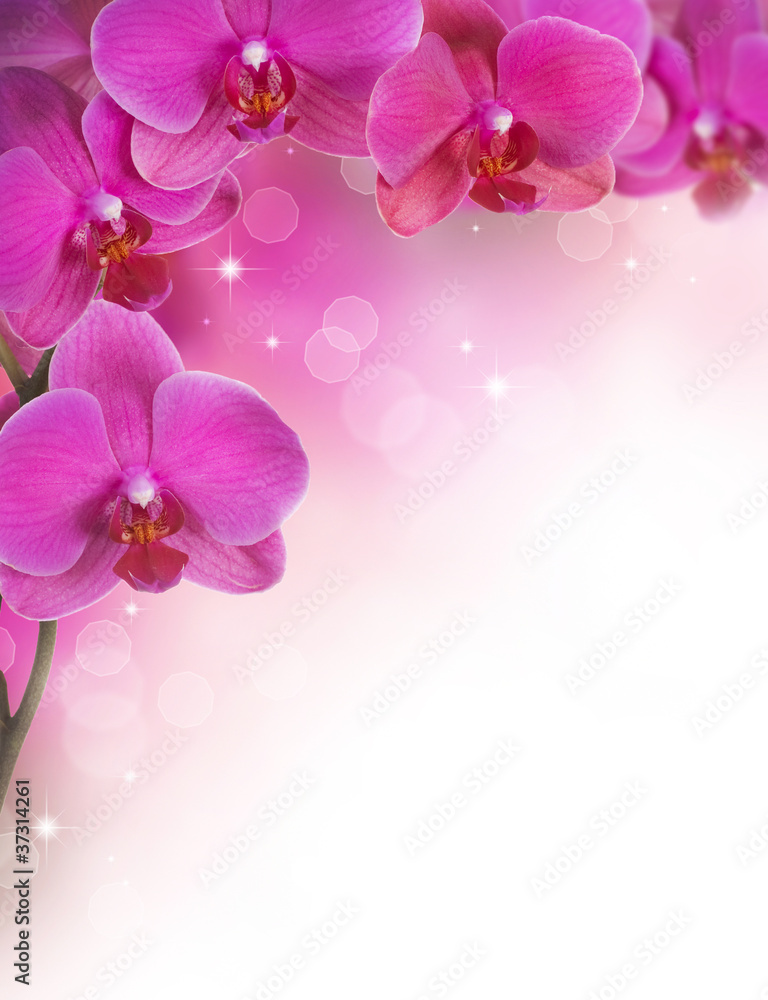 Orchid Flower border design Stock Photo | Adobe Stock