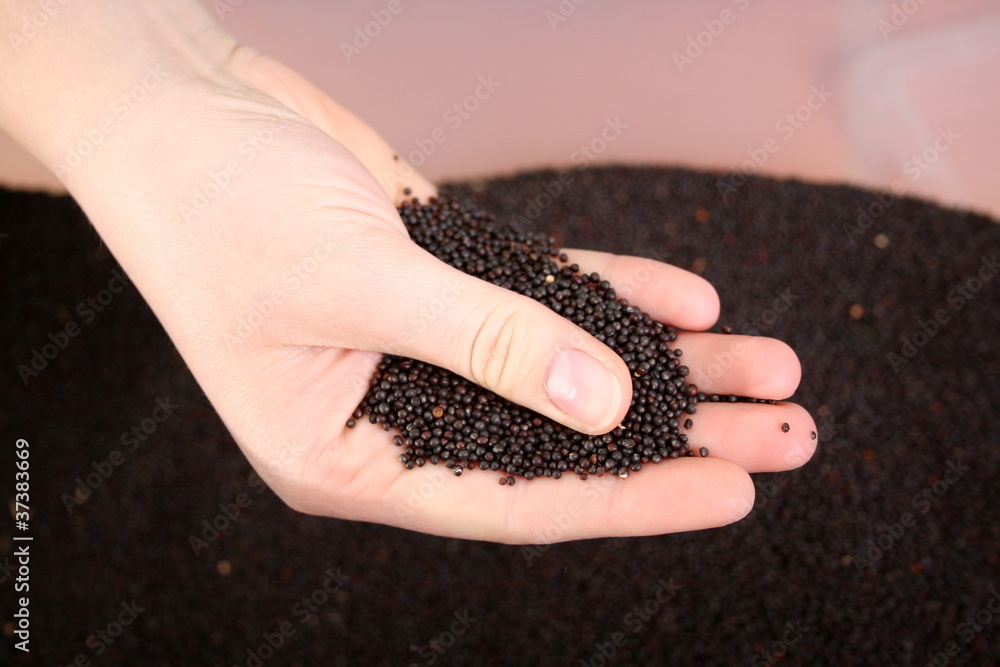 Behandlung mit Rapssamen Stock-Foto | Adobe Stock