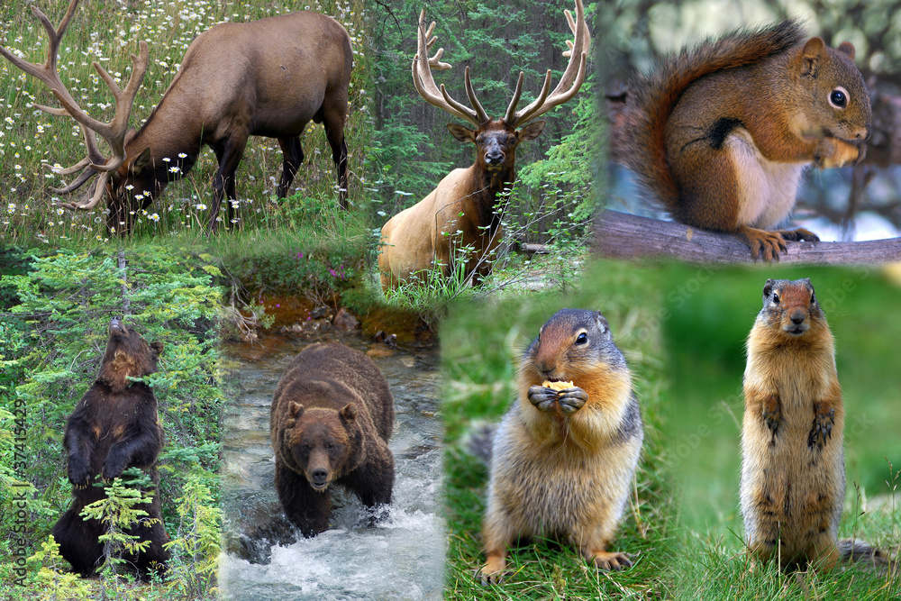 Fauna del Canada collage foto de Stock | Adobe Stock