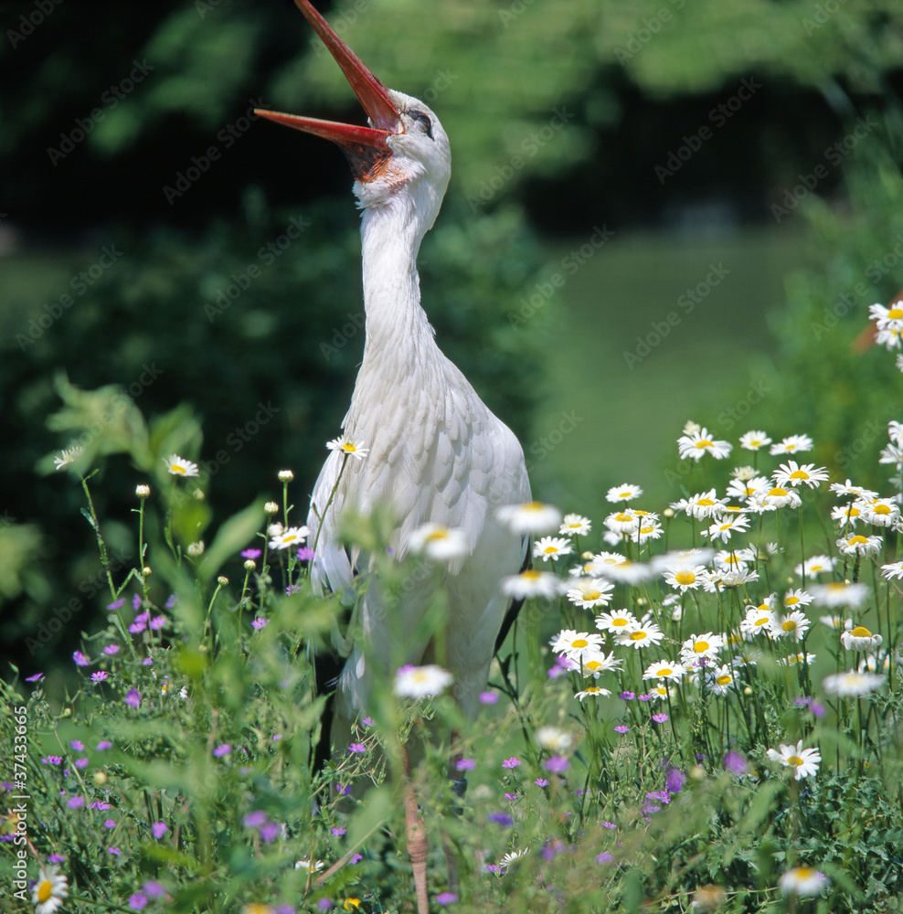 Storch_116739 Stock Photo | Adobe Stock