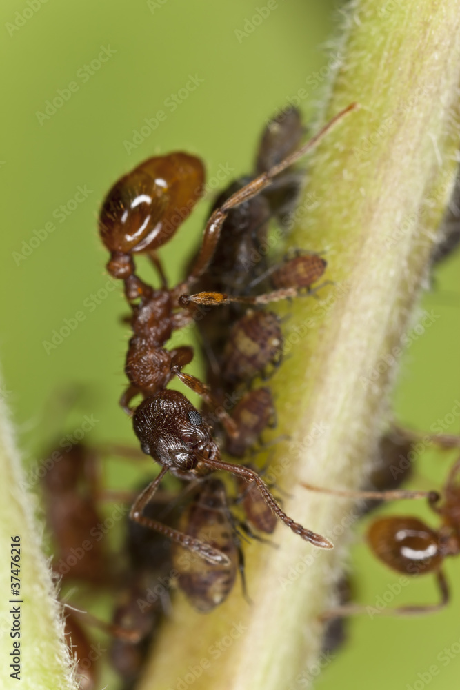 European fire ant (Myrmica rubra) harvesting on aphids Stock Photo ...