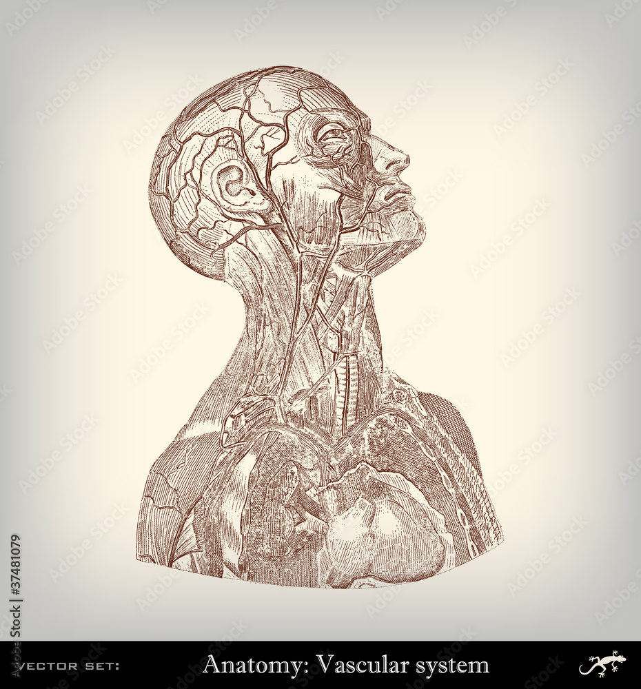Engraving vintage vascular system. Stock Vector | Adobe Stock