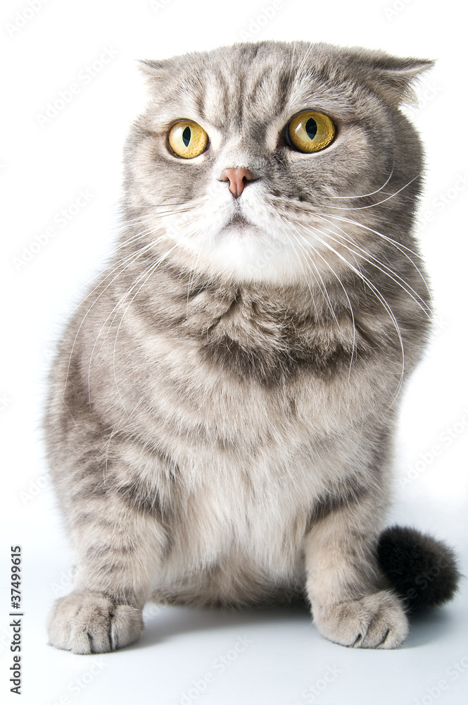 Cat breed Scottish Fold Stock Photo | Adobe Stock