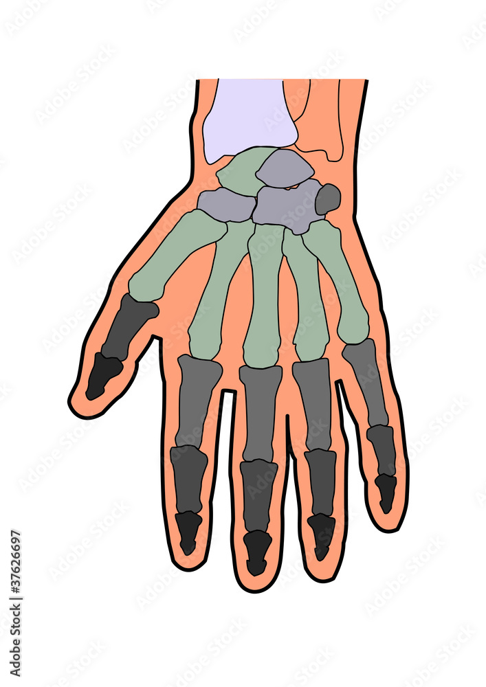 anatomie handknochen Stock Illustration | Adobe Stock