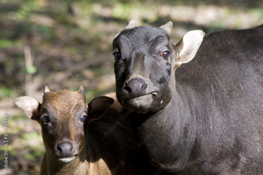 Young lowland anoa (Bubalus depressicornis) and its mother Stock Photo ...