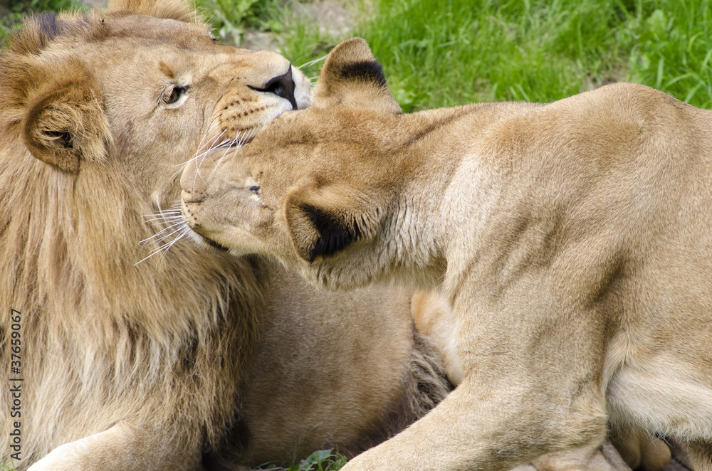 Male And Female Lion Kissing